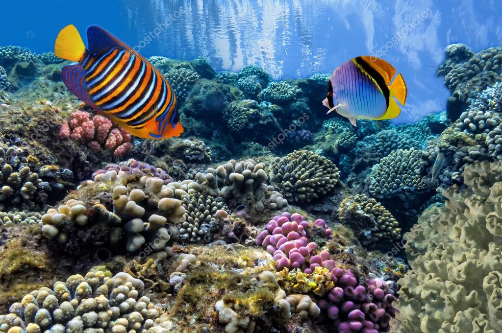 Tropical Fish on Coral Reef in the Red Sea — Stock Photo © Vlad61 #32578247