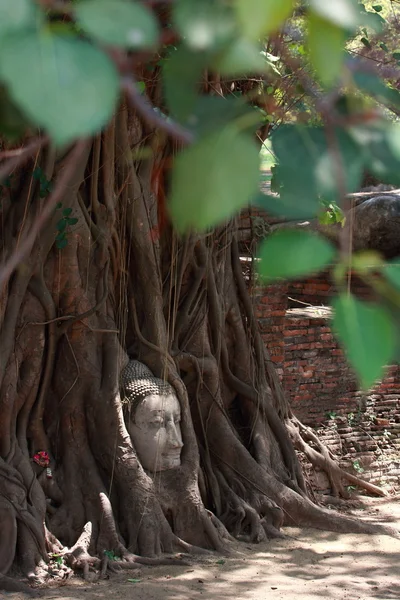 Buddha's head in banyan tree roots - Stock Image - Everypixel