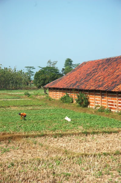 Millet farm Stock Photos, Royalty Free Millet farm Images | Depositphotos