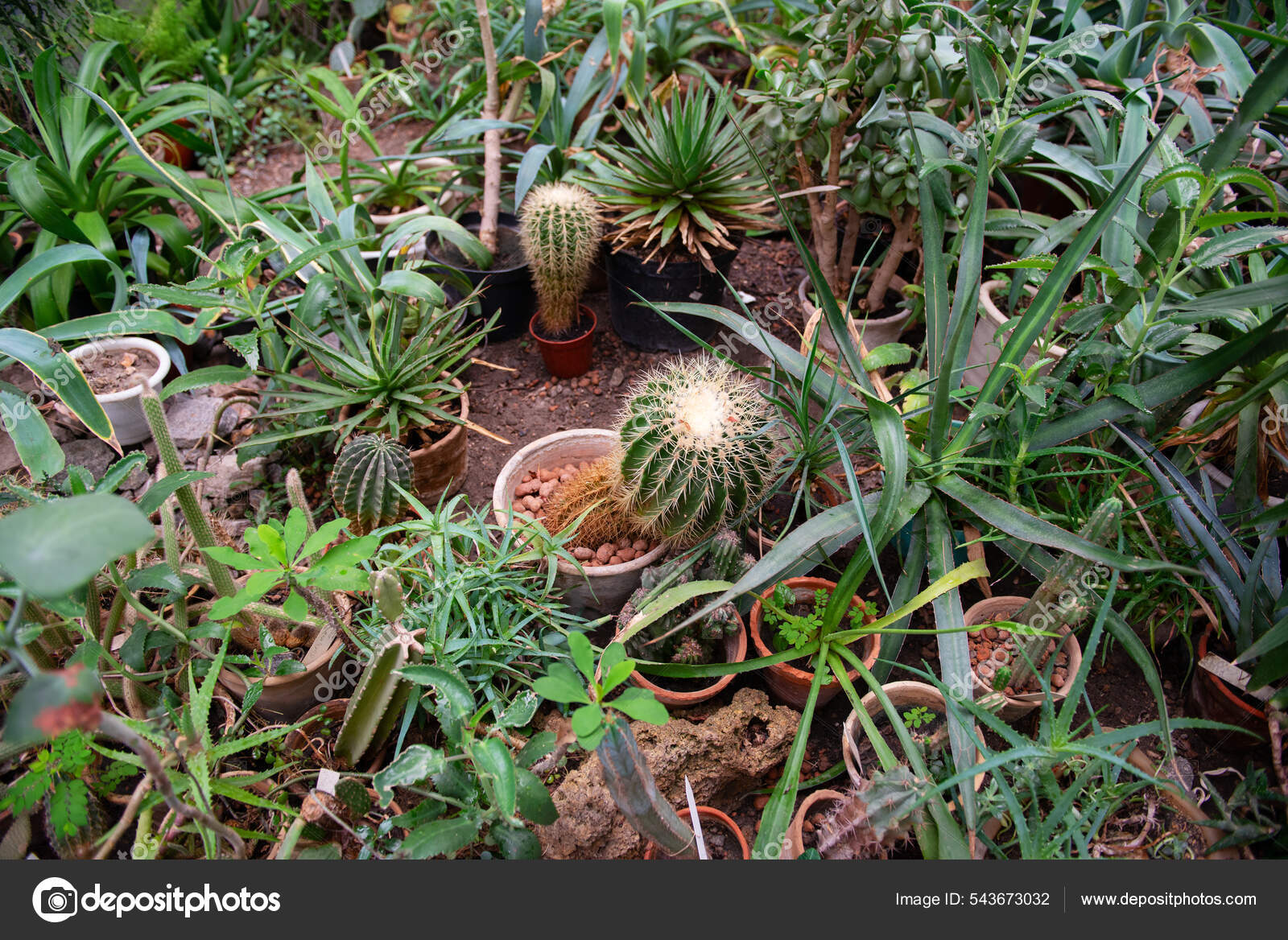 Vegetable Life Various Plants Succulents Cacti Grow Pots Greenhous ...