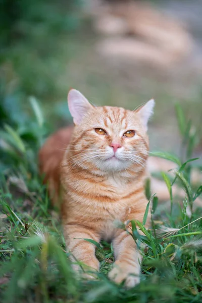 Gato feliz tabby Stock Photos, Royalty Free Gato feliz tabby Images ...