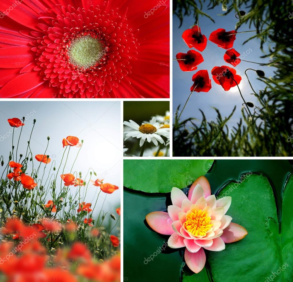 Flower collage — Stock Photo © EmiliaU #37460343