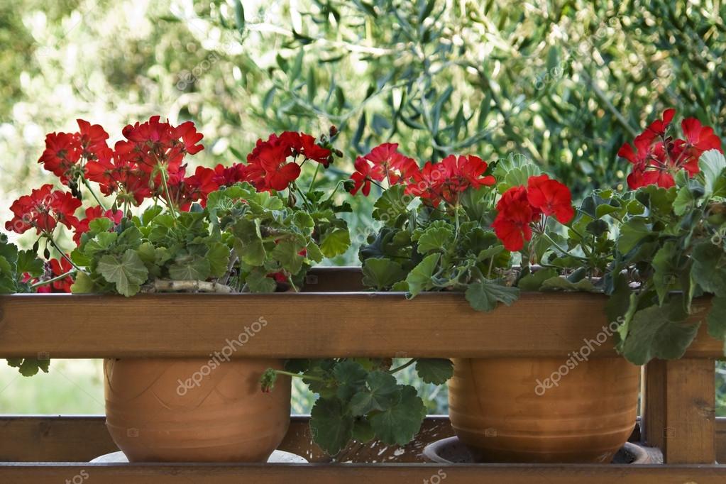 Pots of red geraniums — Stock Photo © dominiquelandau #31521509