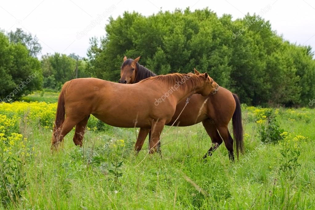 Red horses — Stock Photo © foryouinf #27518535