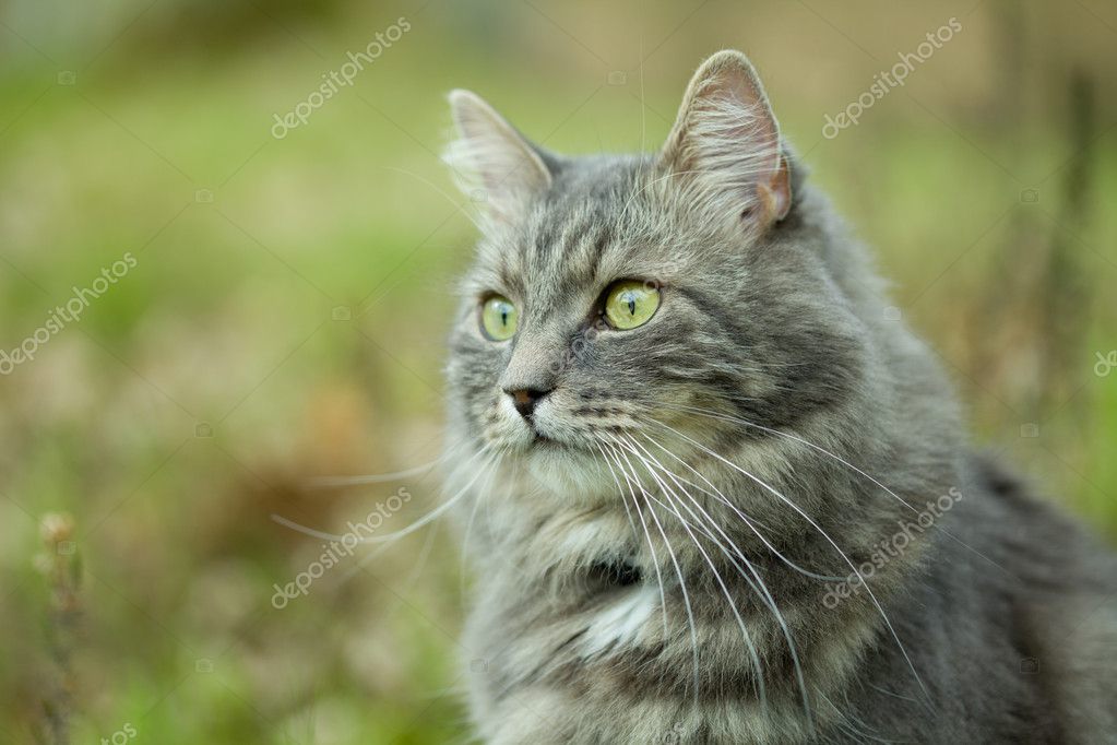 Gray Siberian Forest Cat