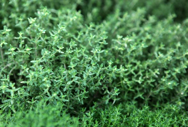 Thyme leaf structure Stock Photos, Royalty Free Thyme leaf structure ...