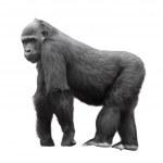 94 Silverback gorilla Vector Images | Depositphotos