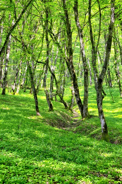 Romanian forest Stock Photos, Royalty Free Romanian forest Images ...
