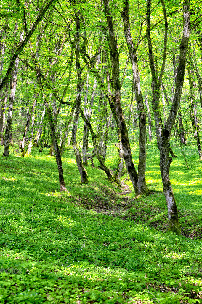 Forest in spring Stock Photo by ©igabriela 18178377