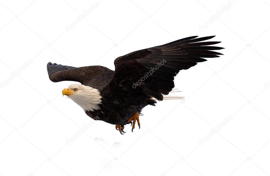 Diving bald eagle — Stock Photo © SURZet #38283203