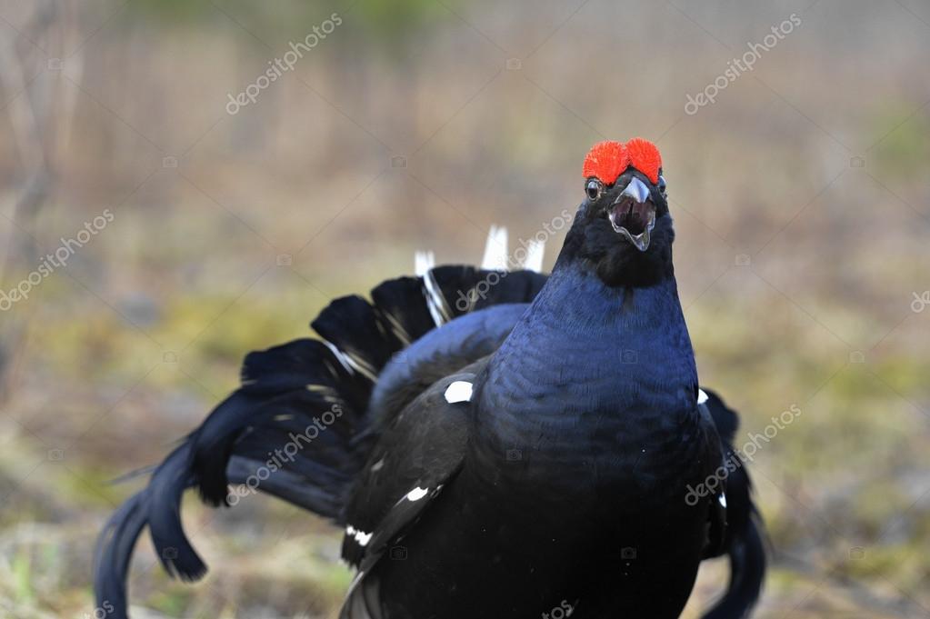 Portrait of a lekking black grouse — Stock Photo © SURZet #38611939
