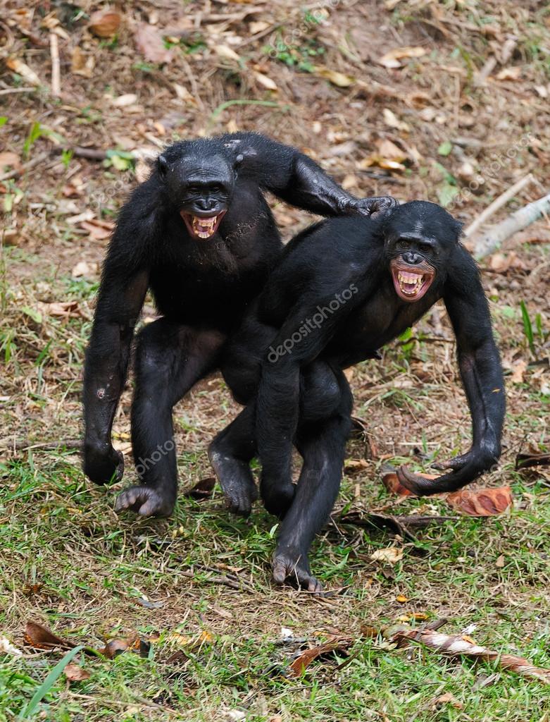 Mâles bonobo accouplement — Photo de stock par ©SURZet - 39400037