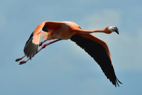 A flying flamingo Stock Photos, Royalty Free A flying flamingo Images ...