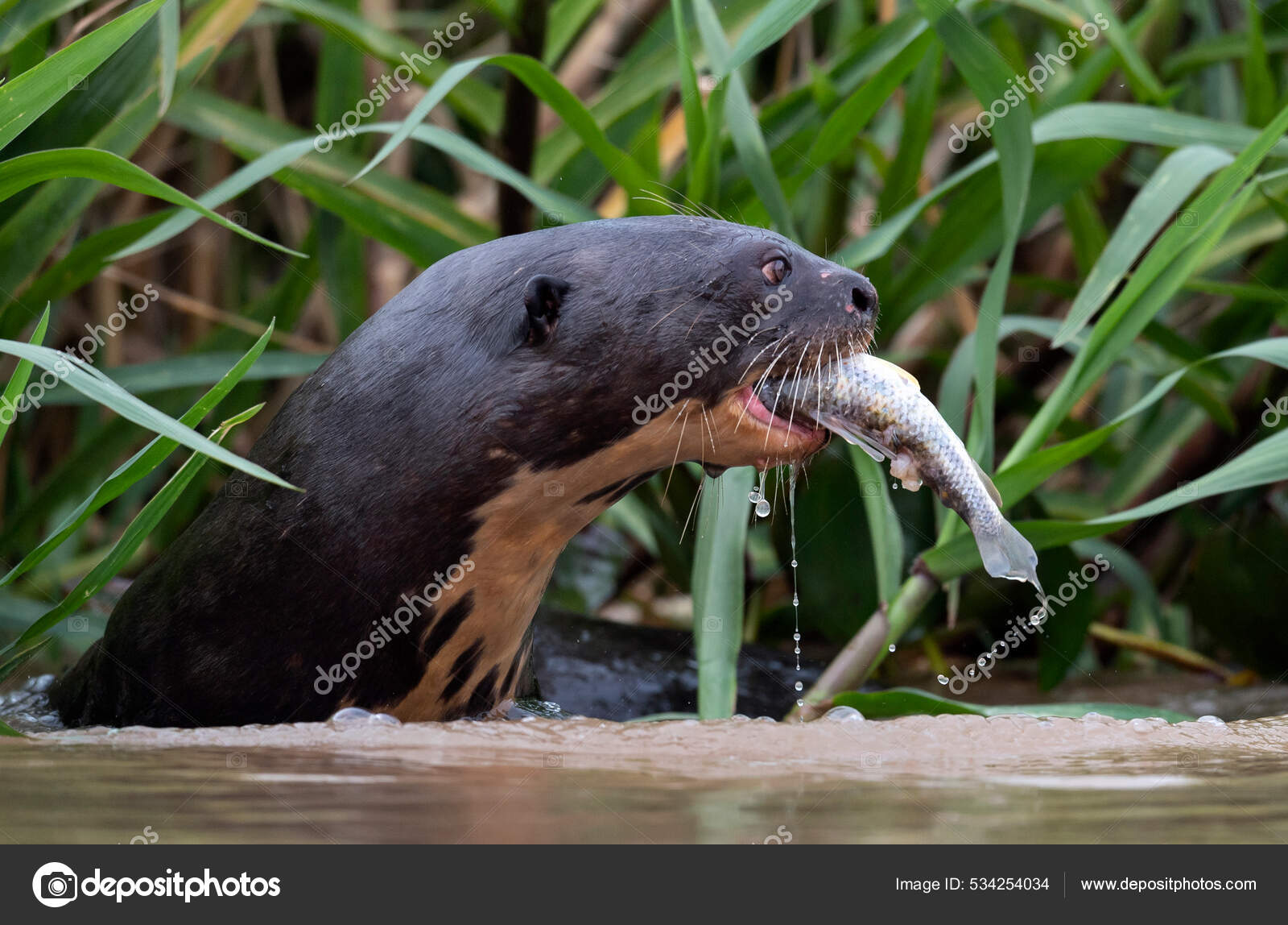 Giant Otter Eating Fish Water Sidfe View Green Natural Background Stock ...