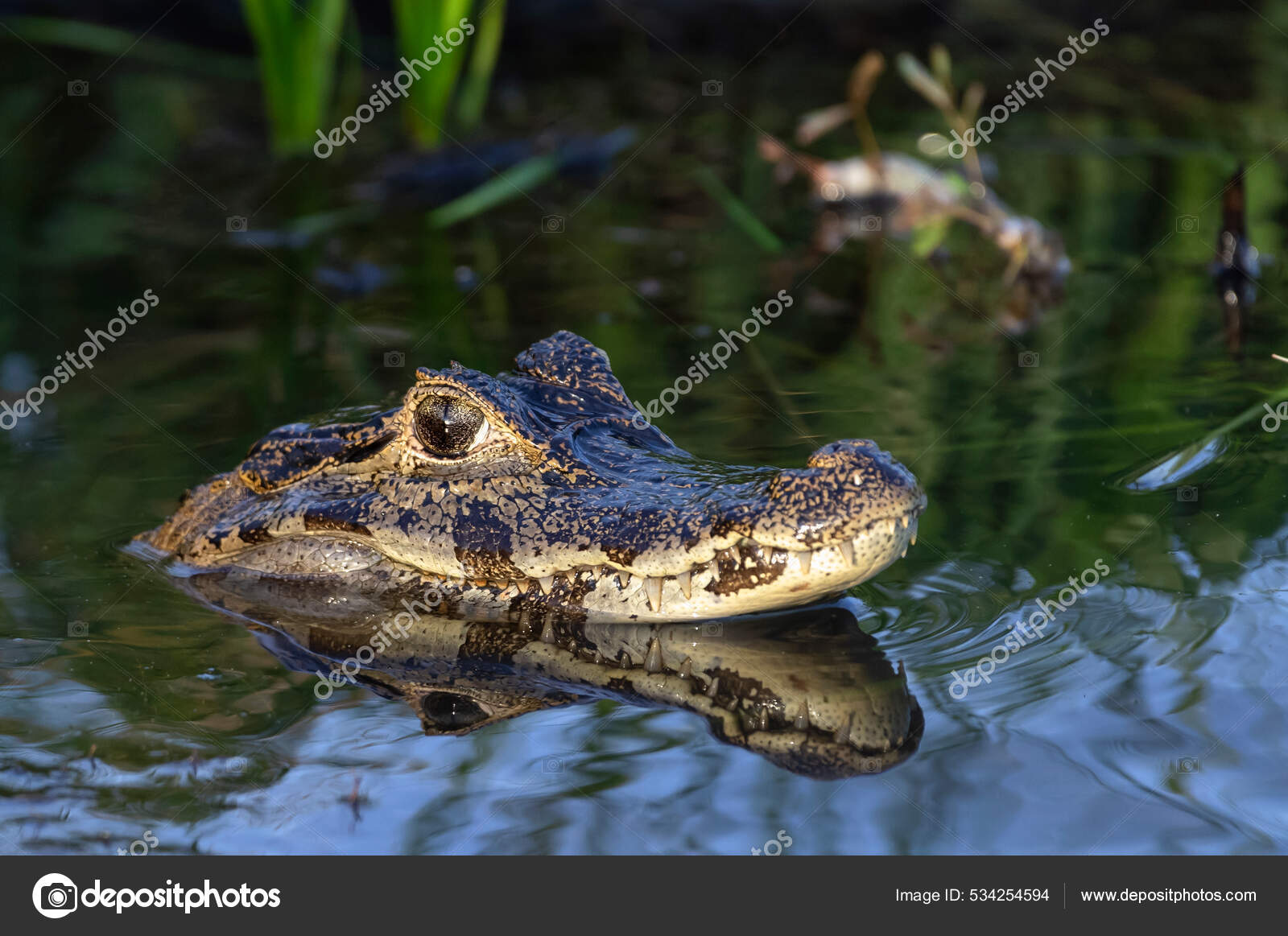 Caiman Water Yacare Caiman Caiman Yacare Also Known Commonly Jacare ...
