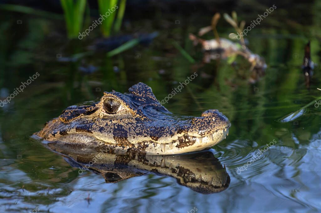 Caimán en el agua.El yacare caiman (Caiman yacare), también conocido comúnmente como el jacare ...