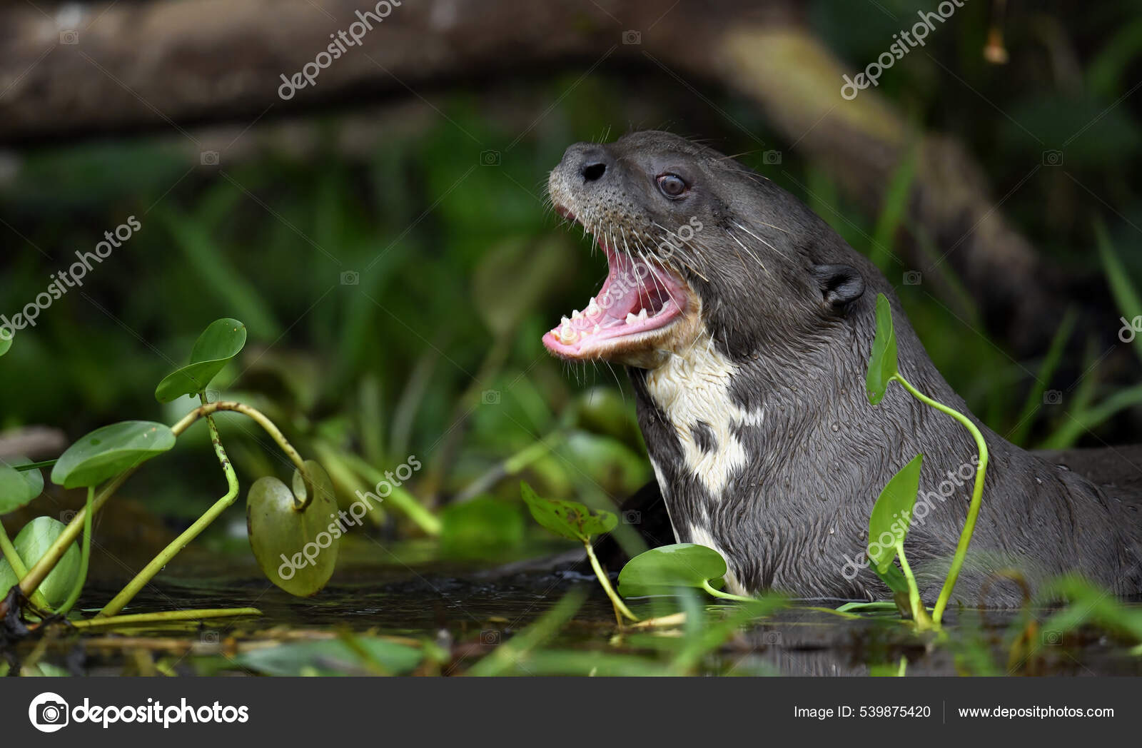 River Otter Teeth