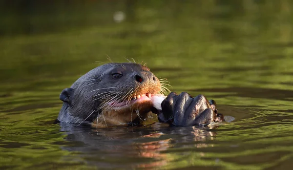 Castor comiendo Stock Photos, Royalty Free Castor comiendo Images ...