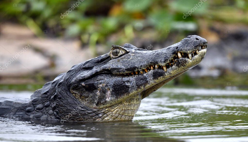 Caimán en el agua. El yacare caiman (Caiman yacare), también conocido comúnmente como jacare ...