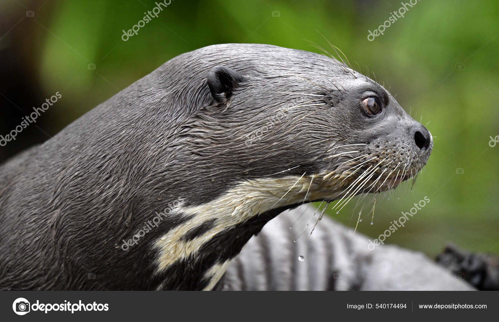 Otter Head Side View