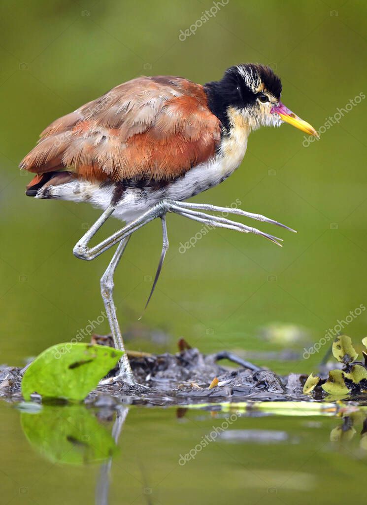 Jacana (Jacana jacana) caminando sobre unas hojas de agua. Reflejo en ...