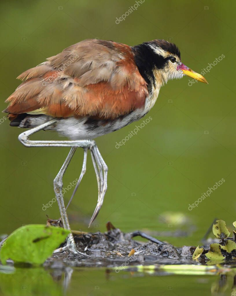 Jacana (Jacana jacana) caminando sobre unas hojas de agua. Reflejo en ...