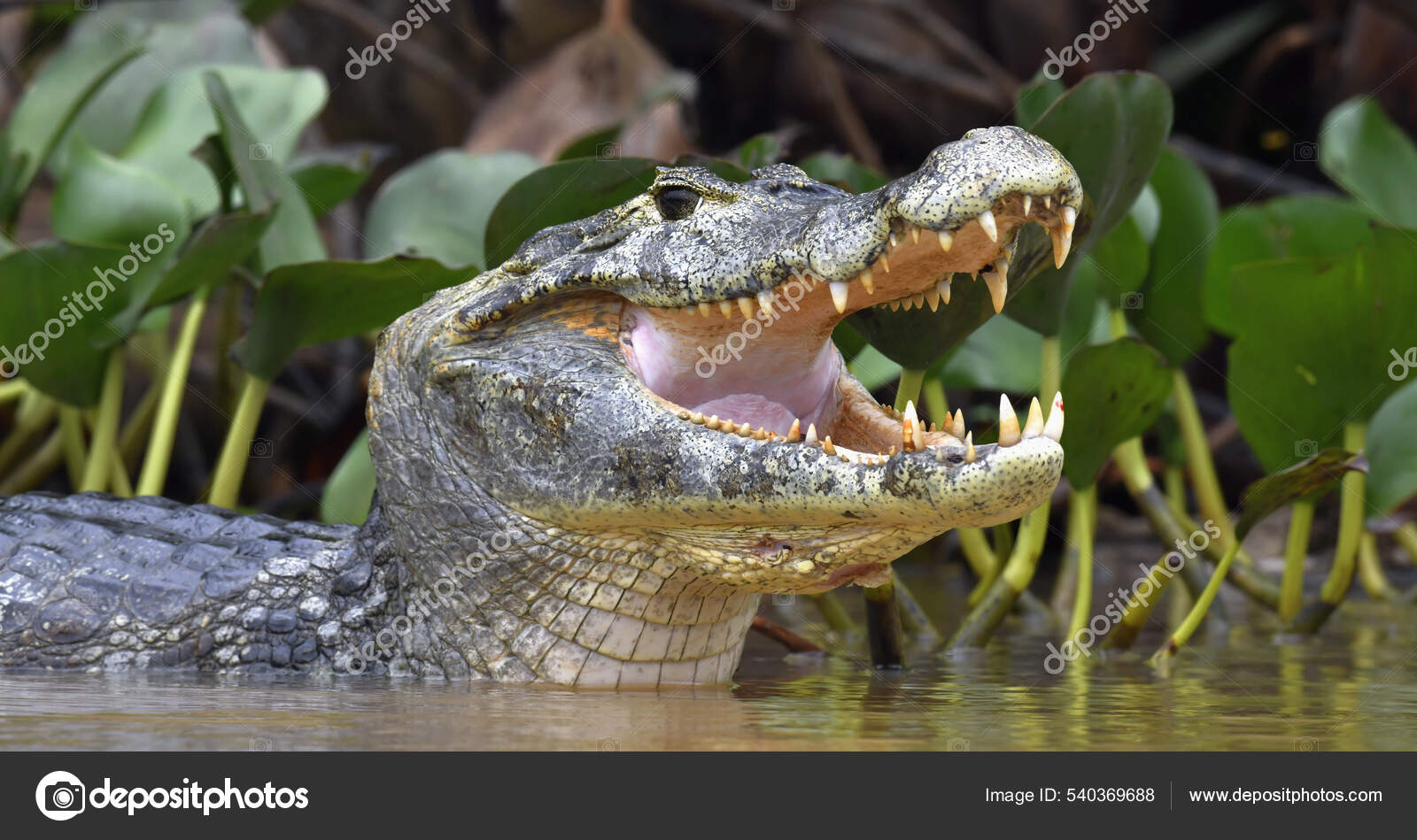 Alligator Mouth Open Side View