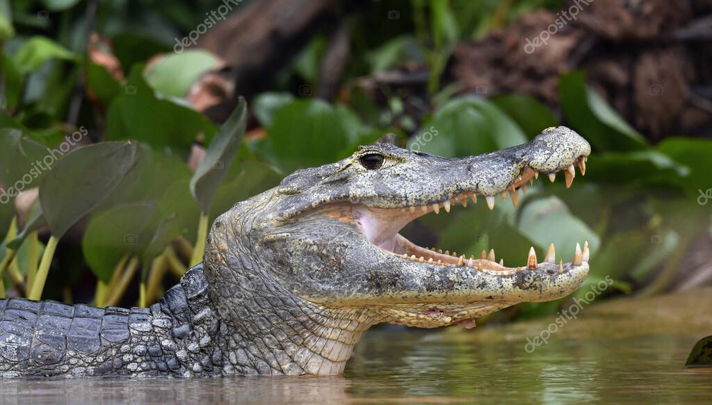 Caimán con la boca abierta en el agua. El yacare caiman (Caiman yacare ...