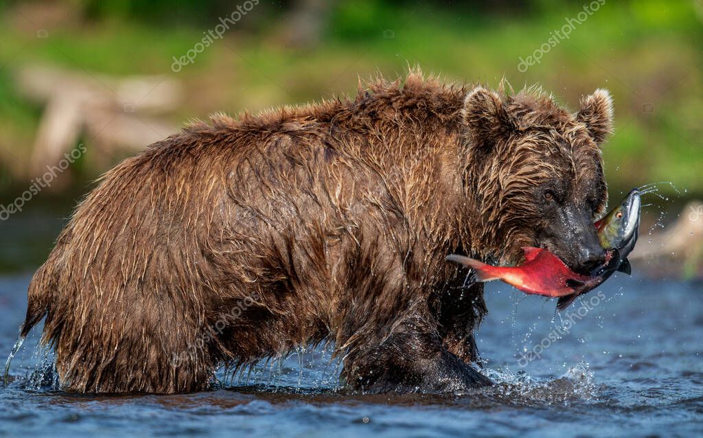 Oso marrón con pescado. Kamchatka oso pardo pesca de salmón en el río ...
