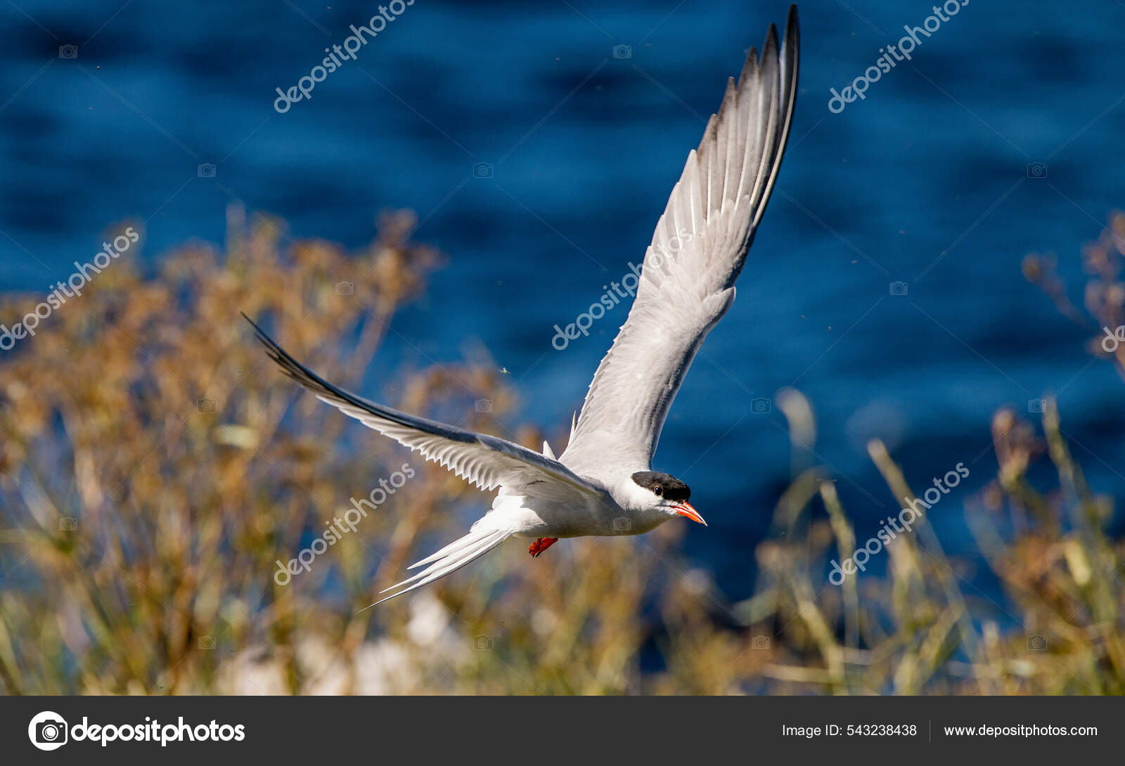 Tern Flight Sea Waves Background Adult Common Tern Flight Scientific ...