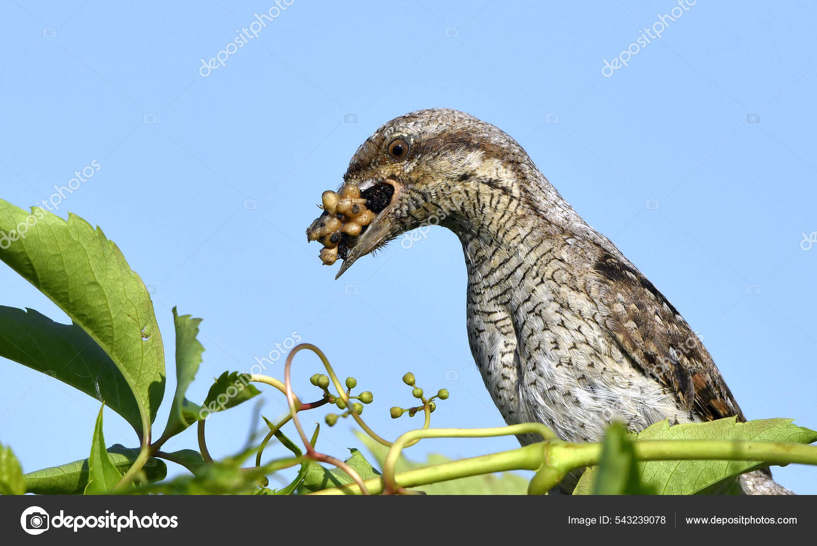Bird Holds Ants Ant Larvae Its Beak Eurasian Wryneck Northern — Stock ...