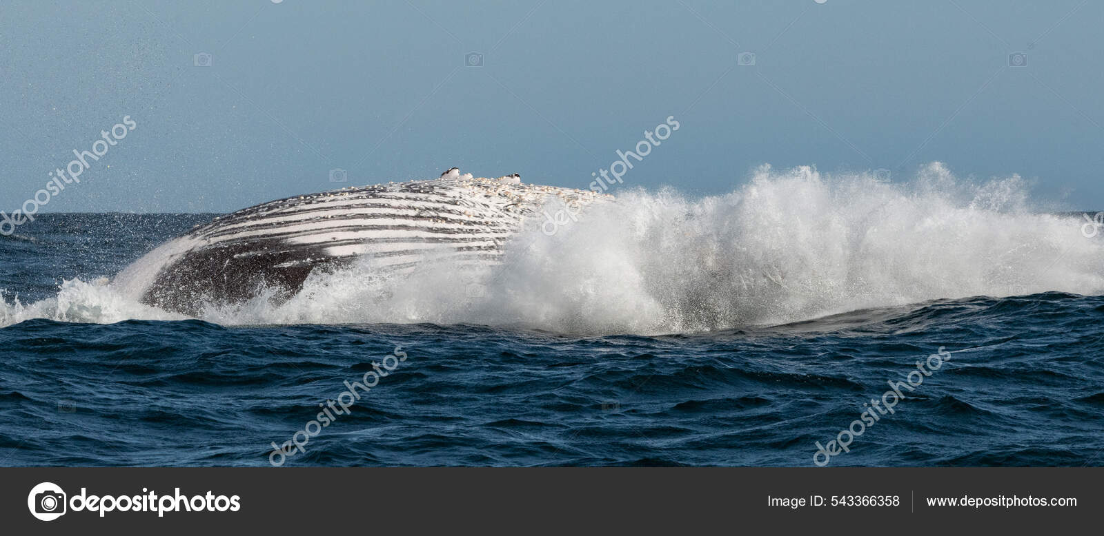 Încălcarea Balenei Cocoaşă Balena Cocoaşă Sare Din Apă Africa Sud ...