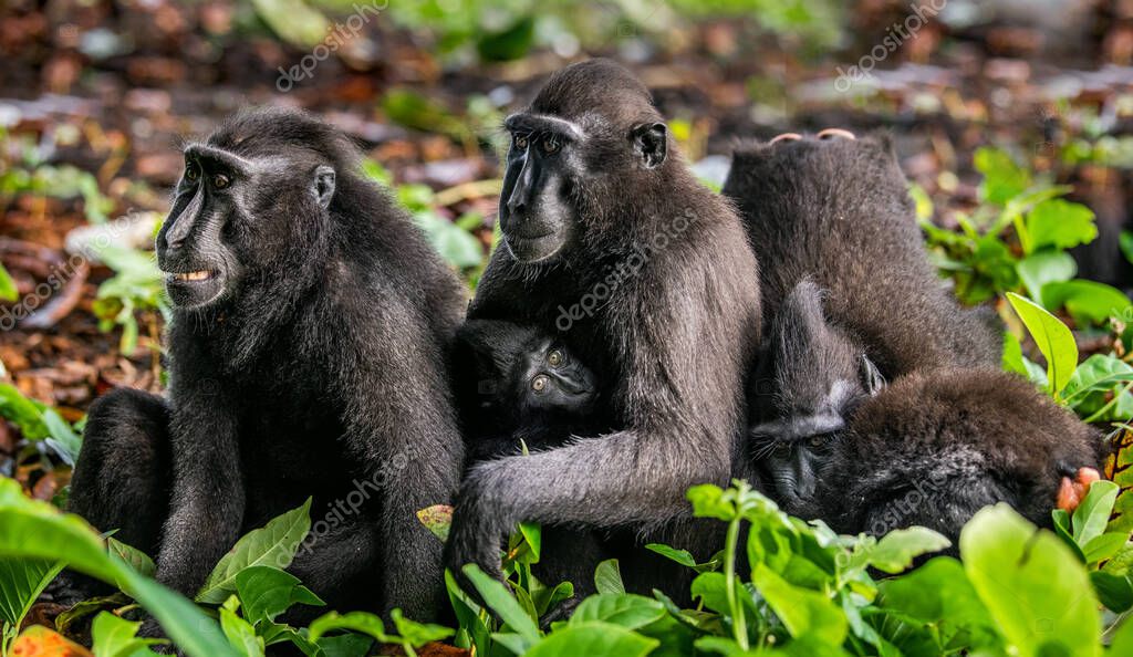 Familia Macacos. Celebes crestó macacos y cachorros. Macaco negro ...