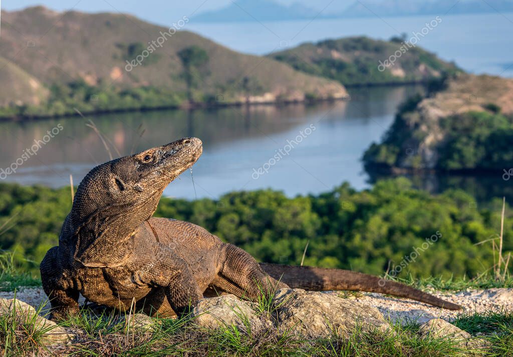 Dragón de Komodo, retrato con vista al paisaje. El dragón Komodo es el lagarto vivo más grande ...