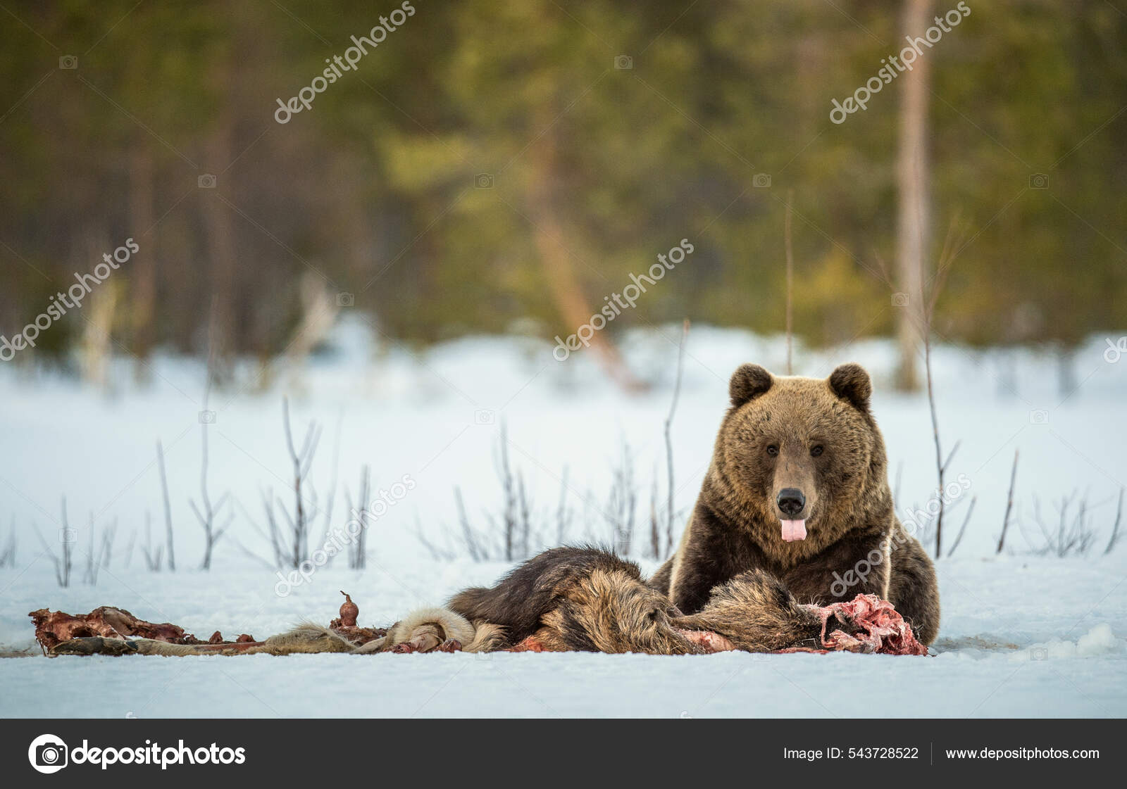 Brown Bear Awoke Hibernation Eats Moose's Corpse Brown Bear Forest ...