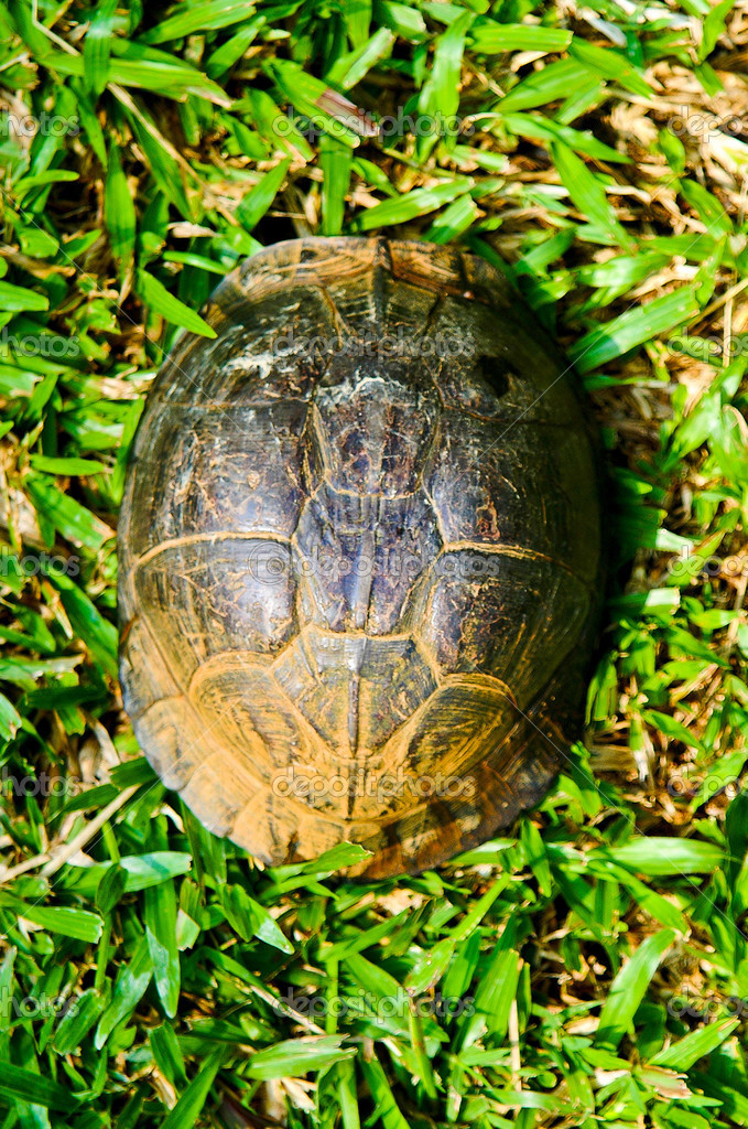 Tortoise. tortoise with background Stock Photo by ©heinteh 34940993
