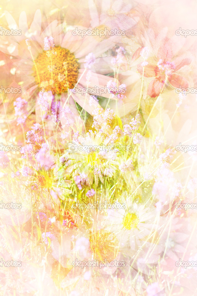Pretty daisies artistic background Stock Photo by ©Julietart 43999589