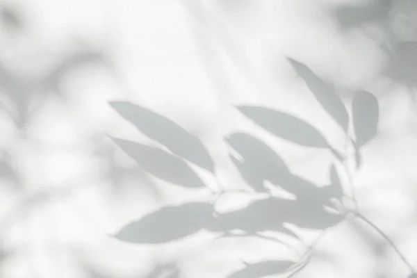 Leaf shadow Images - Search Images on Everypixel