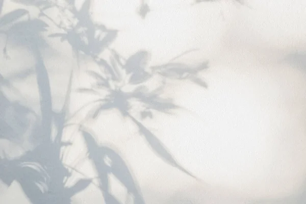 Leaf shadow Images - Search Images on Everypixel