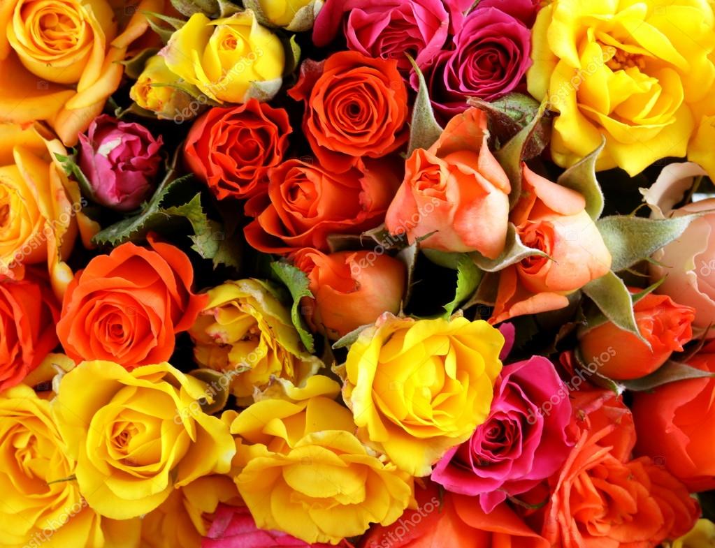 Different color roses (yellow, red, pink) may be used as the background ...