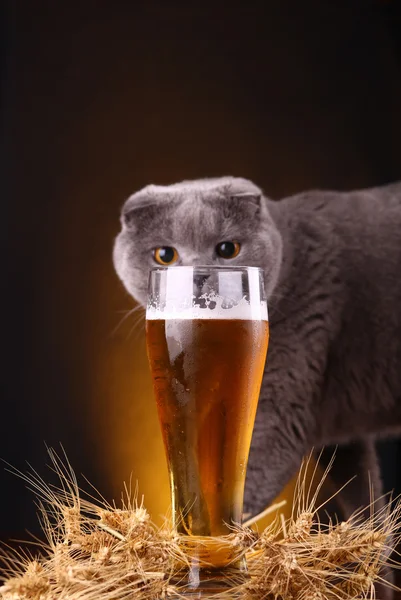 Cat and beer - Stock Image - Everypixel
