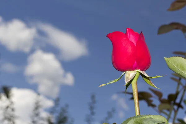 Rosa roja en el cielo fotos de stock, imágenes de Rosa roja en el cielo ...