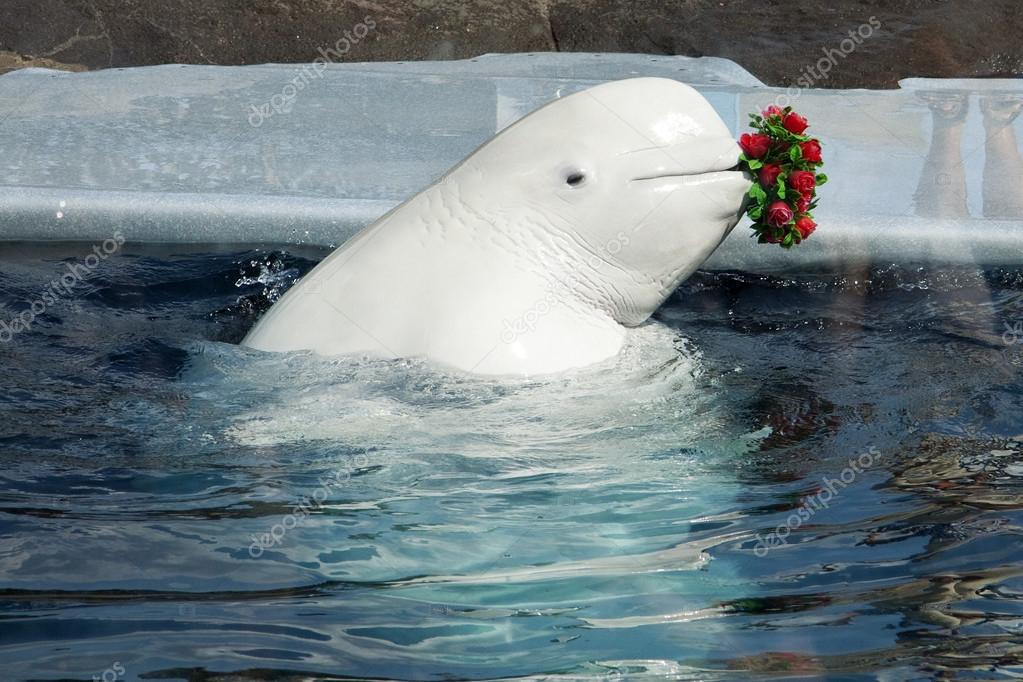 Beluga whale in water — Stock Photo © yanikap #17415991