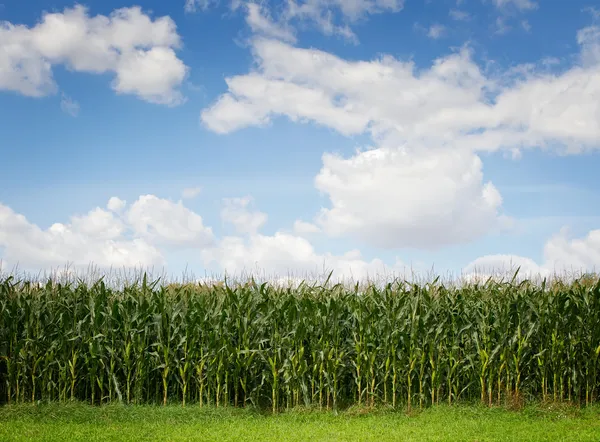 Corn field Stock Photos, Royalty Free Corn field Images | Depositphotos