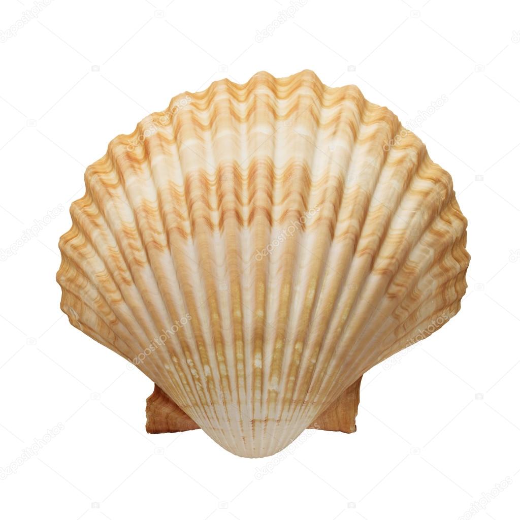 Ocean shell Stock Photo by ©Rangizzz 29842455