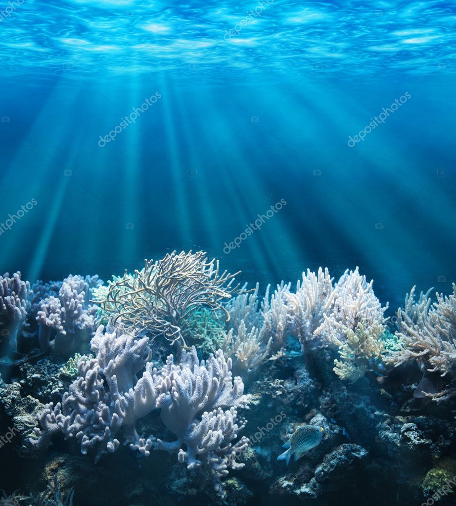 Underwater Sea Pictures
