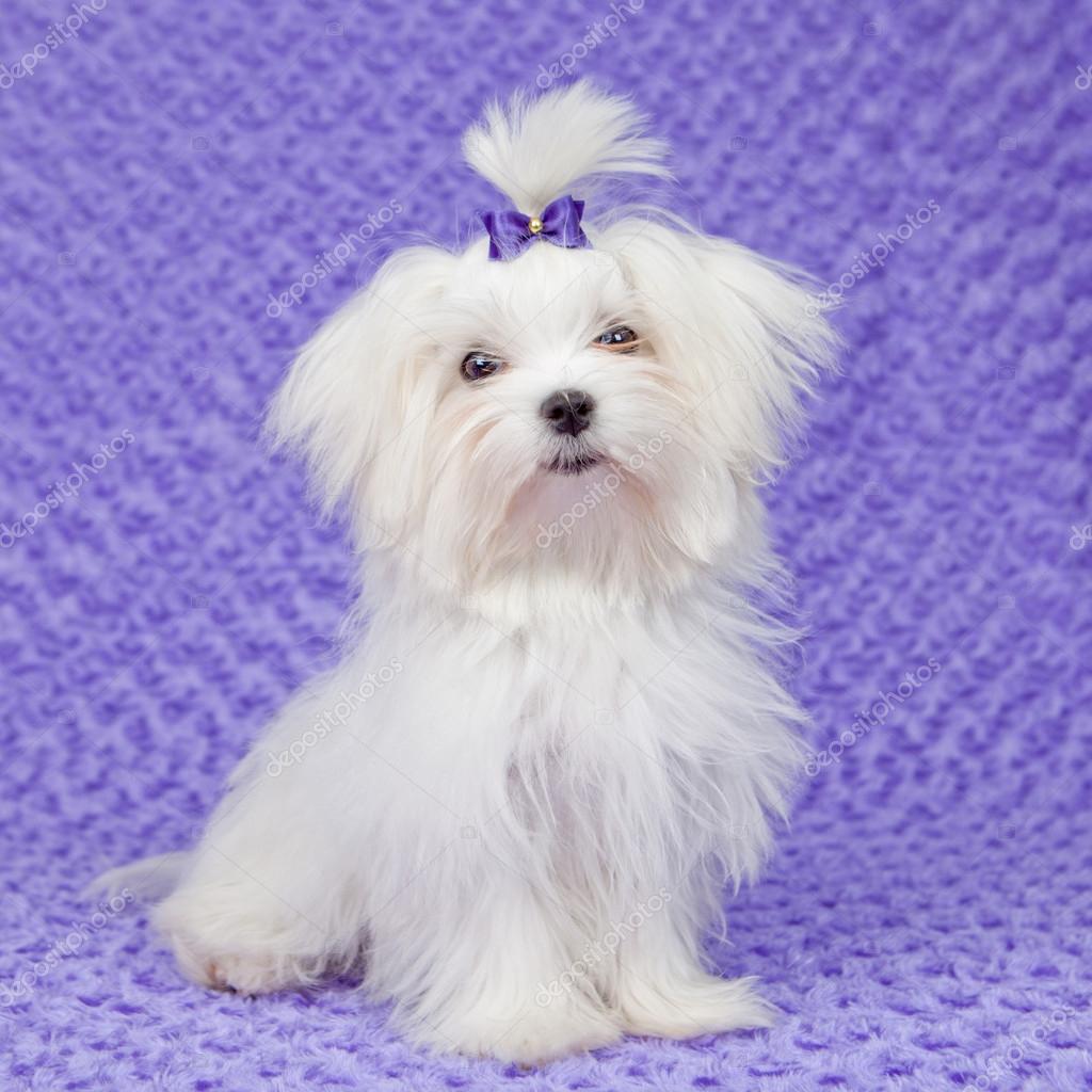 Maltese dog — Stock Photo © mandygodbehear #21300669