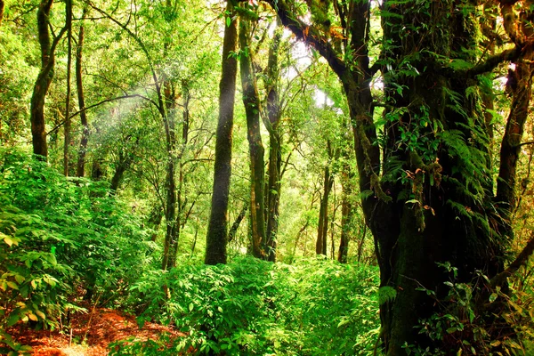 Mau forest Stock Photos, Royalty Free Mau forest Images | Depositphotos