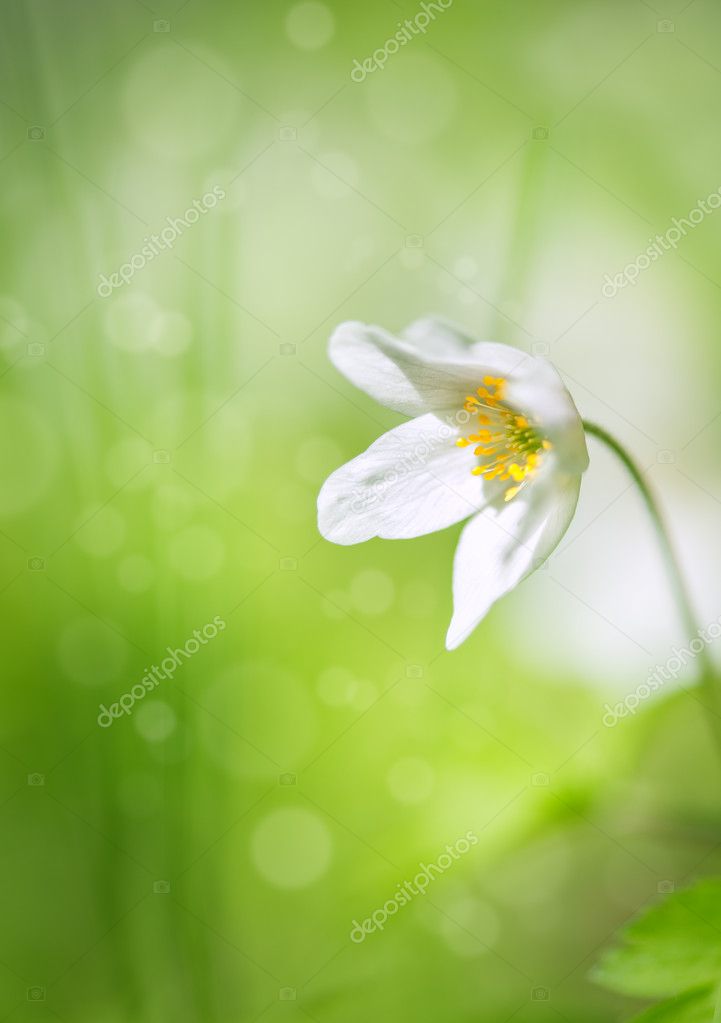 White spring flower — Stock Photo © DarkBird #46288701