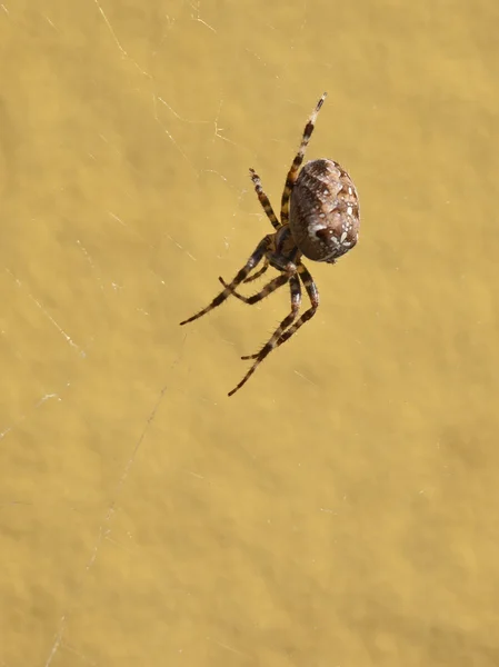Spider and his friends hugging clear background Stock Photos, Royalty ...